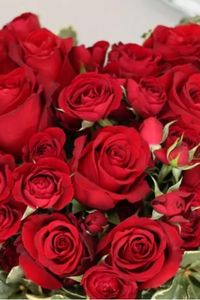 Geneva Ogletree Hicks Obituary in East Point at Gus Thornhill's Funeral ...