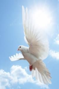 Dwight Donald Davis Obituary in East Point at Gus Thornhill's Funeral ...