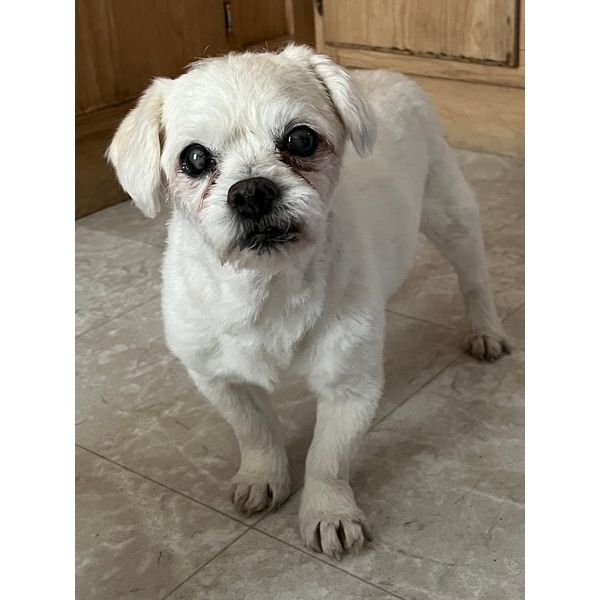 Choowie Chaffins Obituary in Decatur at PAWS, WHISKERS & WAGS