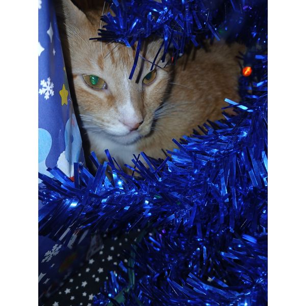 Sushi Holmes Obituary in Decatur at PAWS, WHISKERS & WAGS