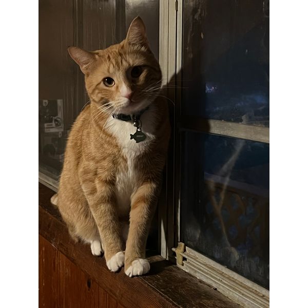 Sushi Holmes Obituary in Decatur at PAWS, WHISKERS & WAGS