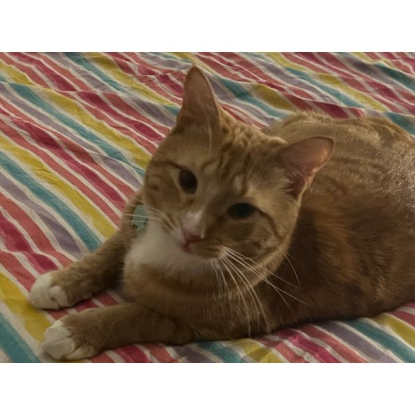 Sushi Holmes Obituary in Decatur at PAWS, WHISKERS & WAGS